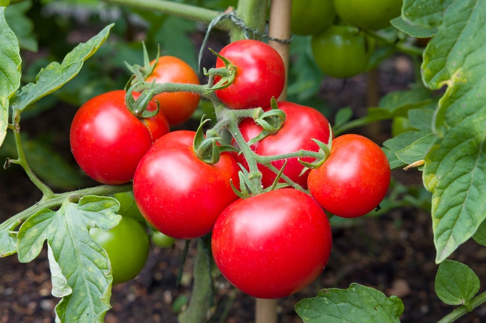 How to care for tomatoes - Waresley Park